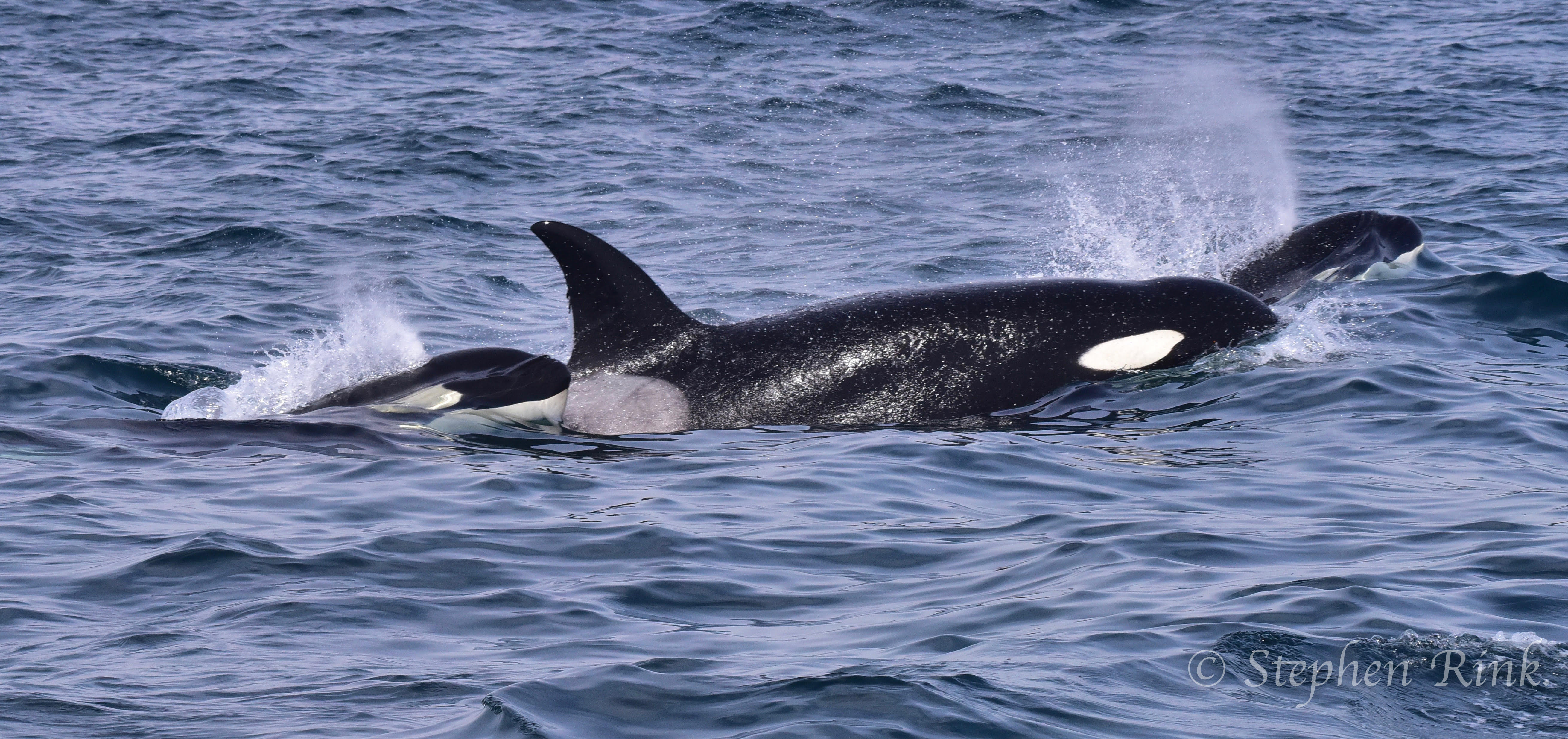 Whale Trail Summer Gathering featuring photos by Stephen Rink ...